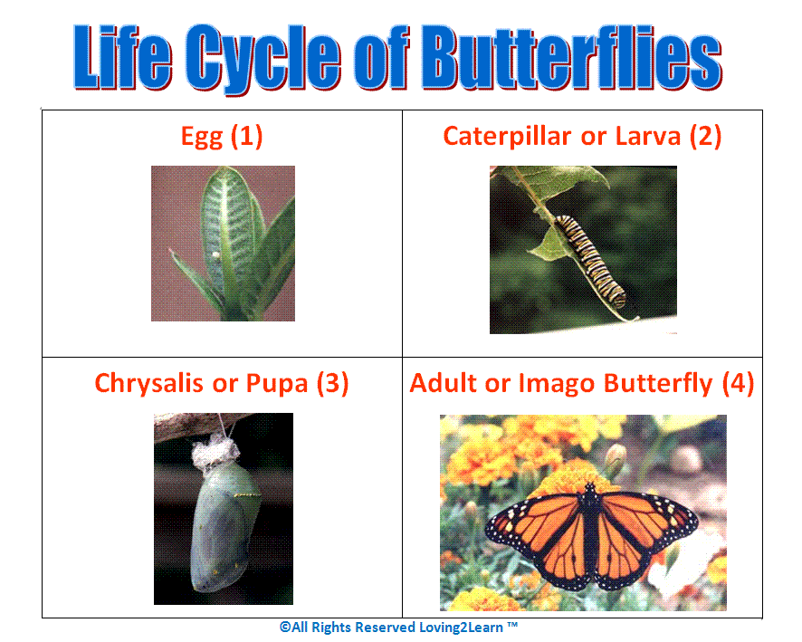 Challenges - Charts - Science Charts - Life Cycle of a Butterfly